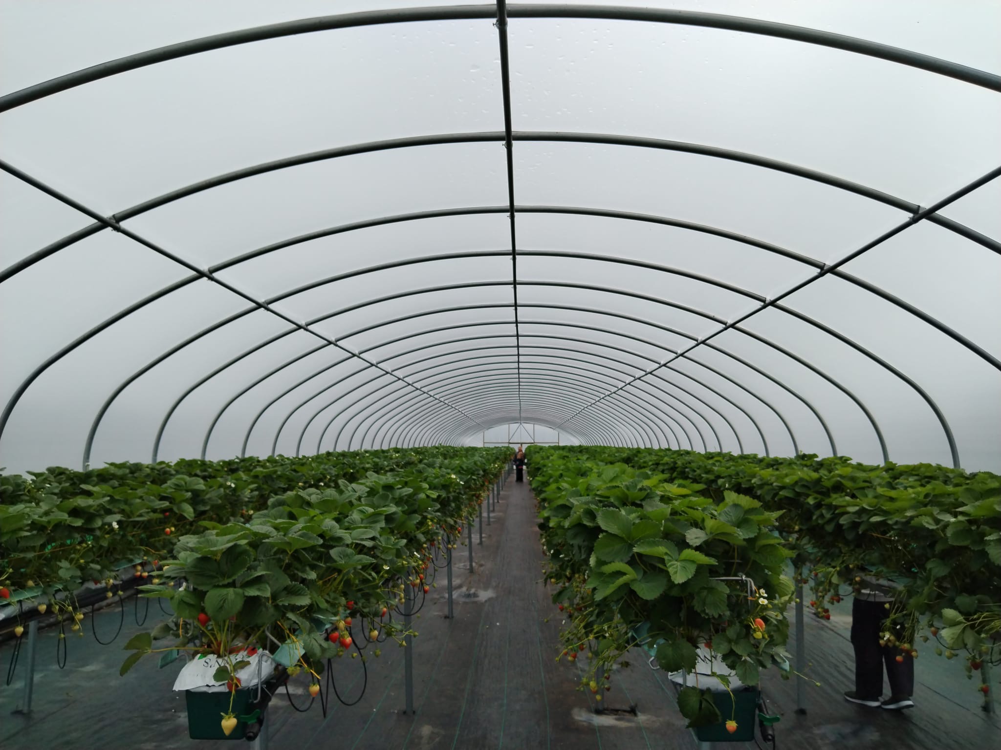 Strawberries Tent At Fultons Pumpkin Patch | Western Health & Social ...