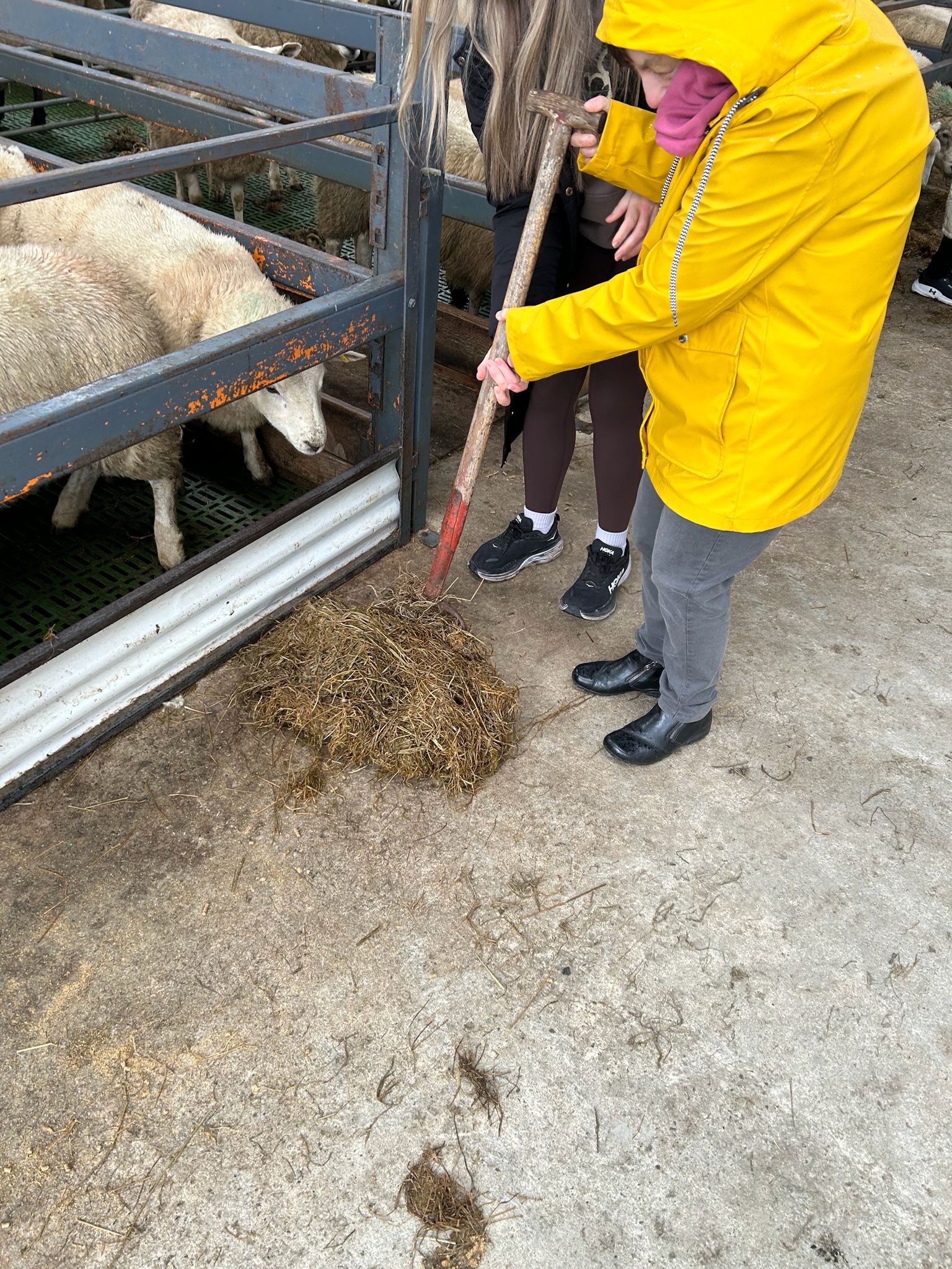 Kathleen McCallan Helps To Feed The Animals At Butterlope Farm ...